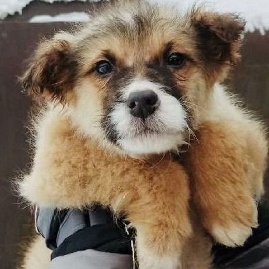 Щенок в добрые руки