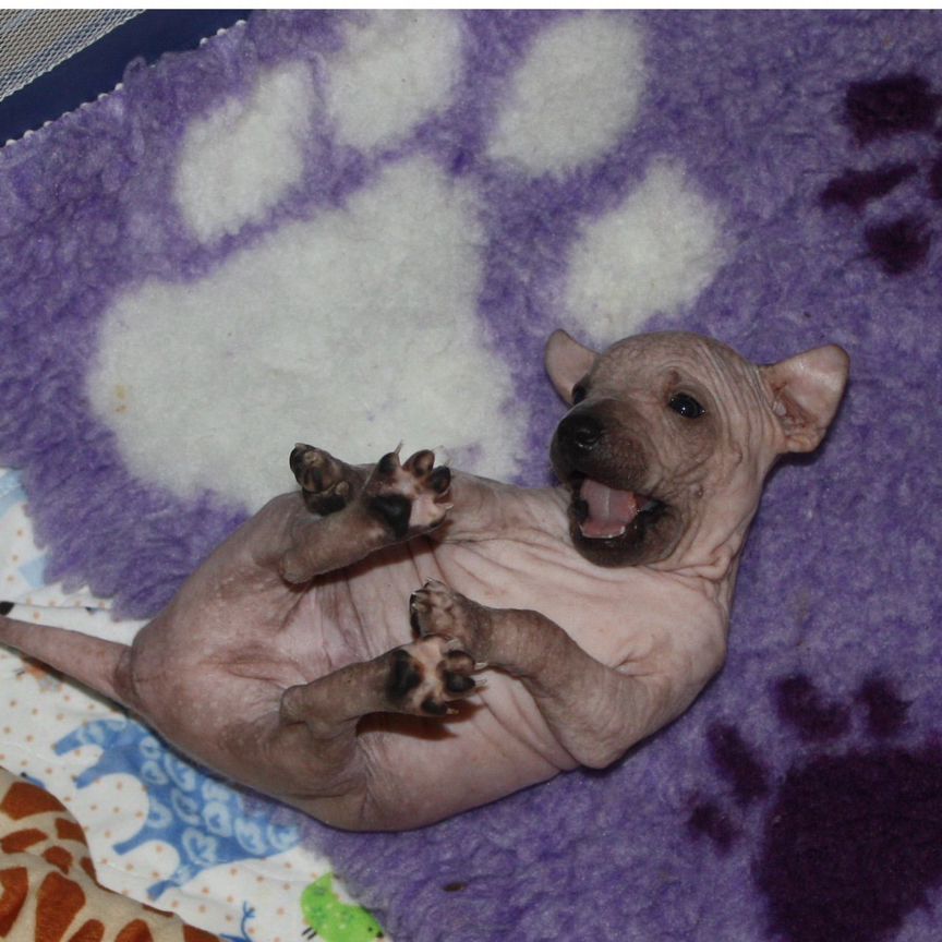 Американский голый терьер мальчик