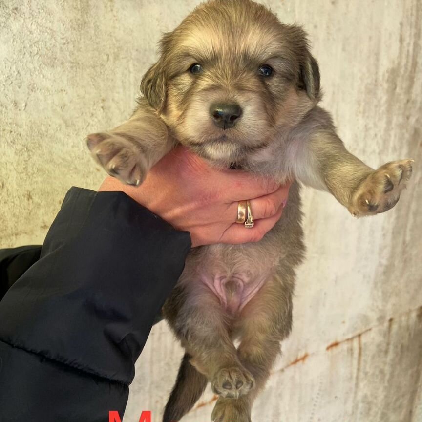 Щенки карапузы в дар