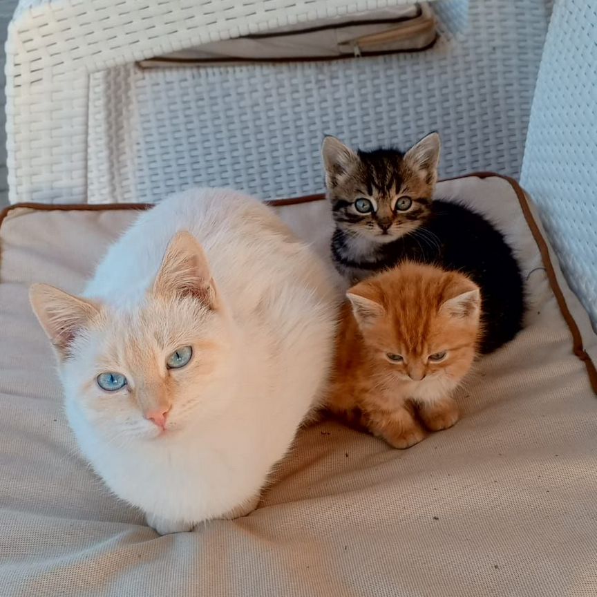 Отдадим котят в добрые руки