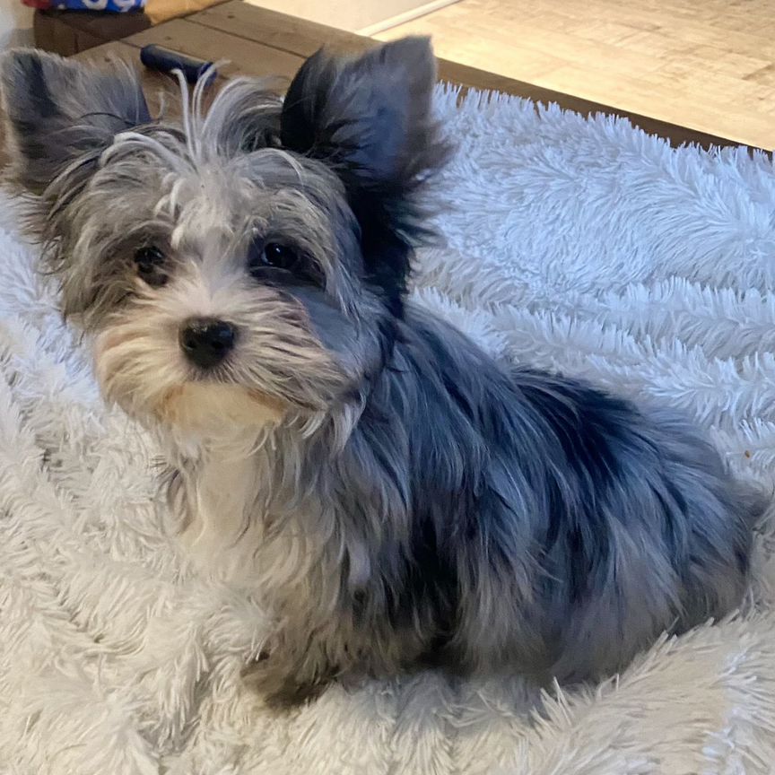 Йоркширский терьер, щенок