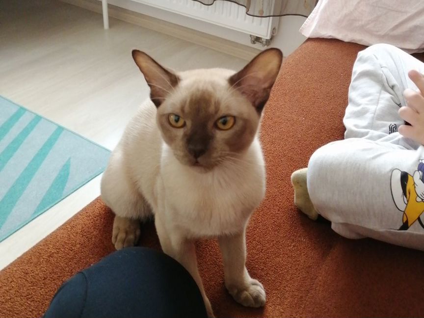 Бурманский котик