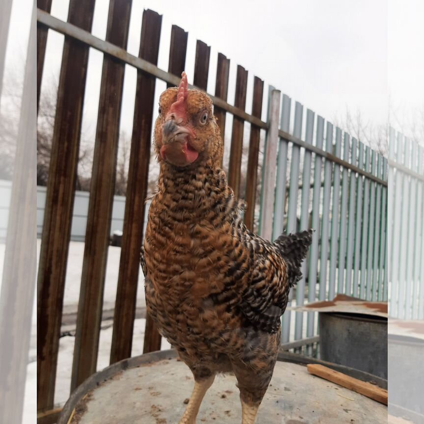 Куры несушки