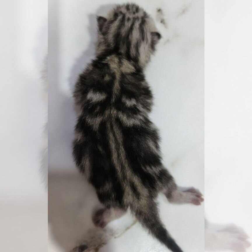 Шотландский вислоухий короткошёрстный котёнок