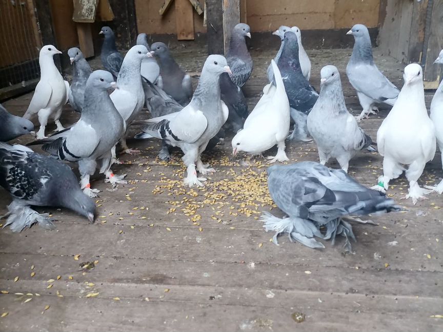 Продам голубей