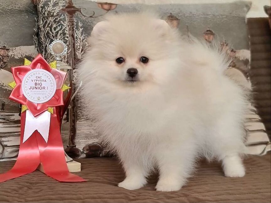 Померанский шпиц Айс-крем