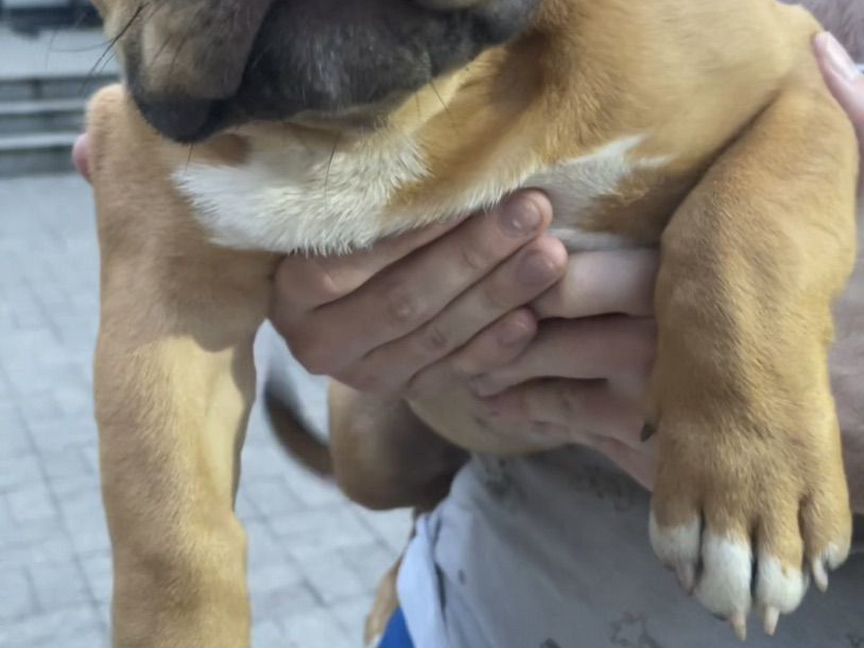 Щенок American Bully