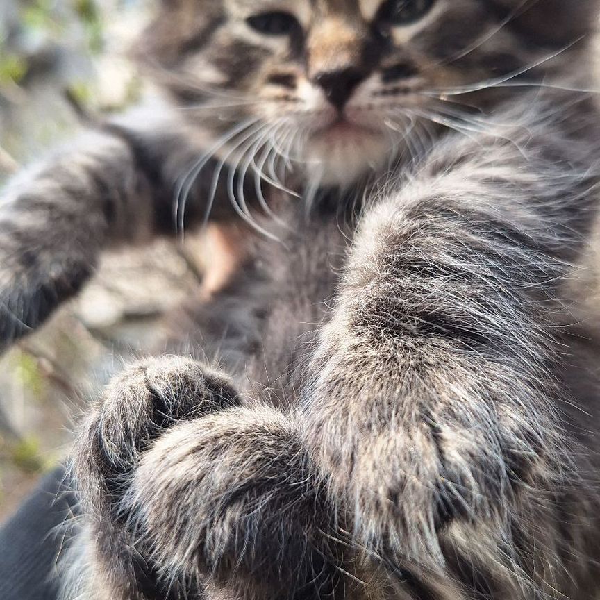 Мейкуненок