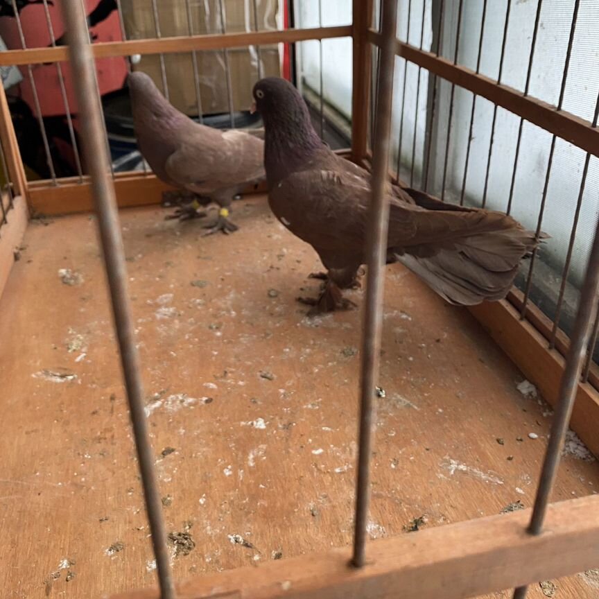 Бакинские голуби