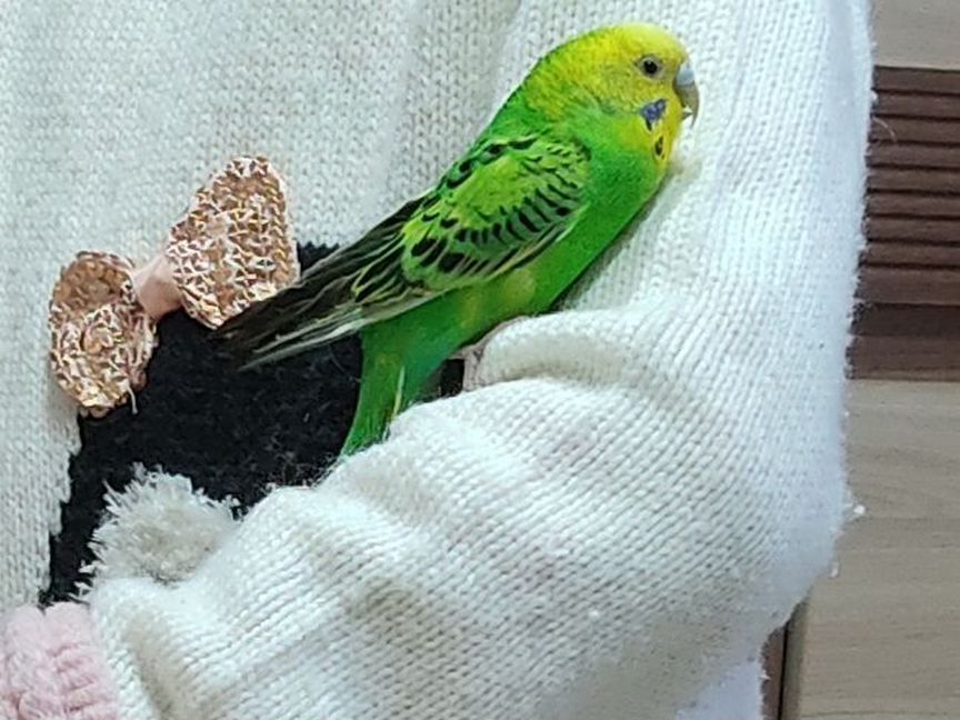 Волнистый попугай с клеткой