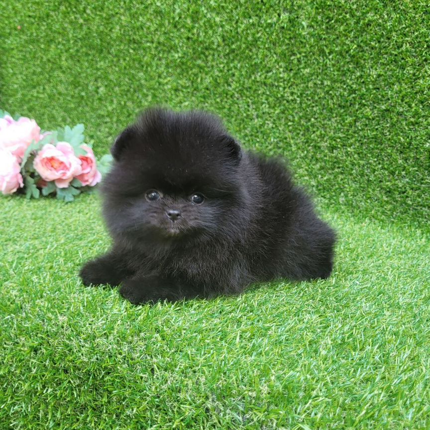 Померанский шпиц мальчик