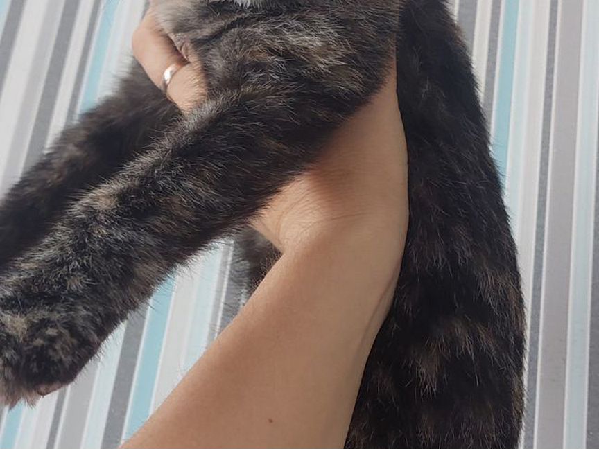 Британский котёнок