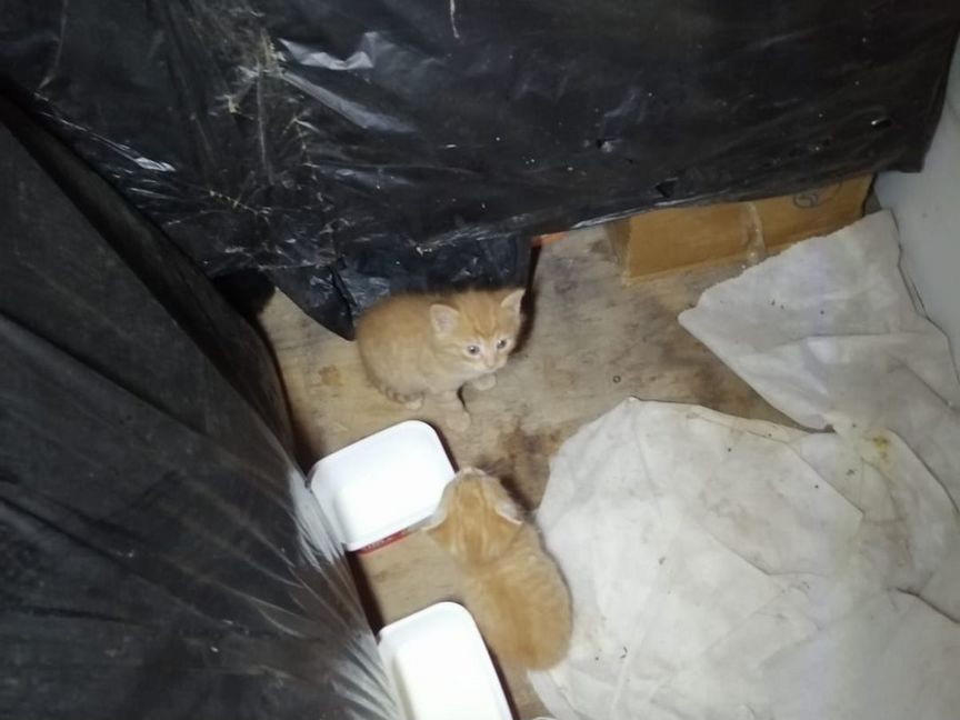 Маленькие рыжие котята