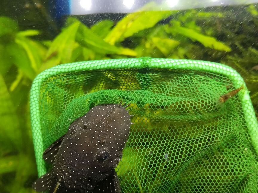 Анциструс l 181