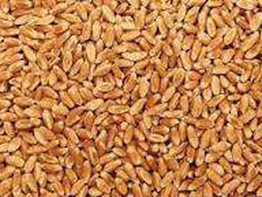 Зерно пшеница