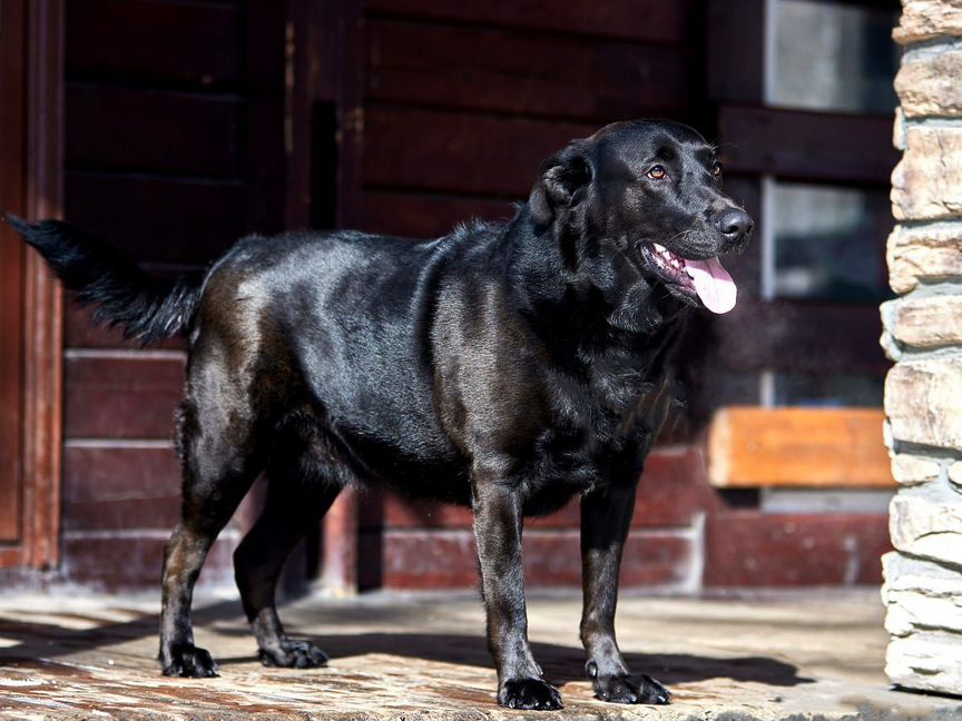 Собака почти лабрадор в добрые руки