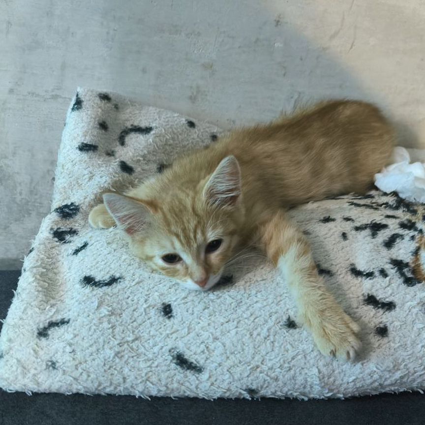 Котёнок в добрые руки