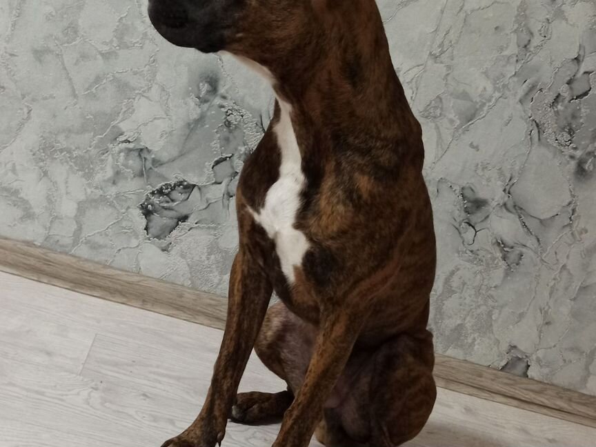 Стаффик в добрые руки