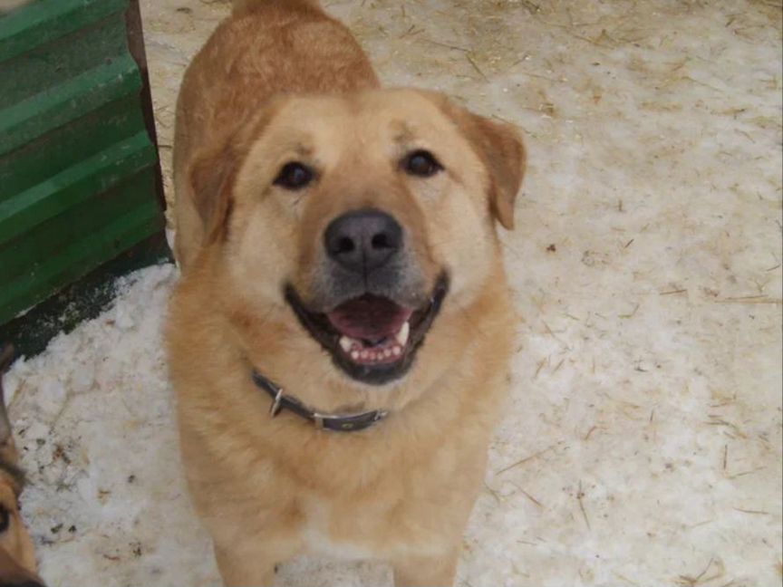 Большой и добрый пёс, спасите из приюта