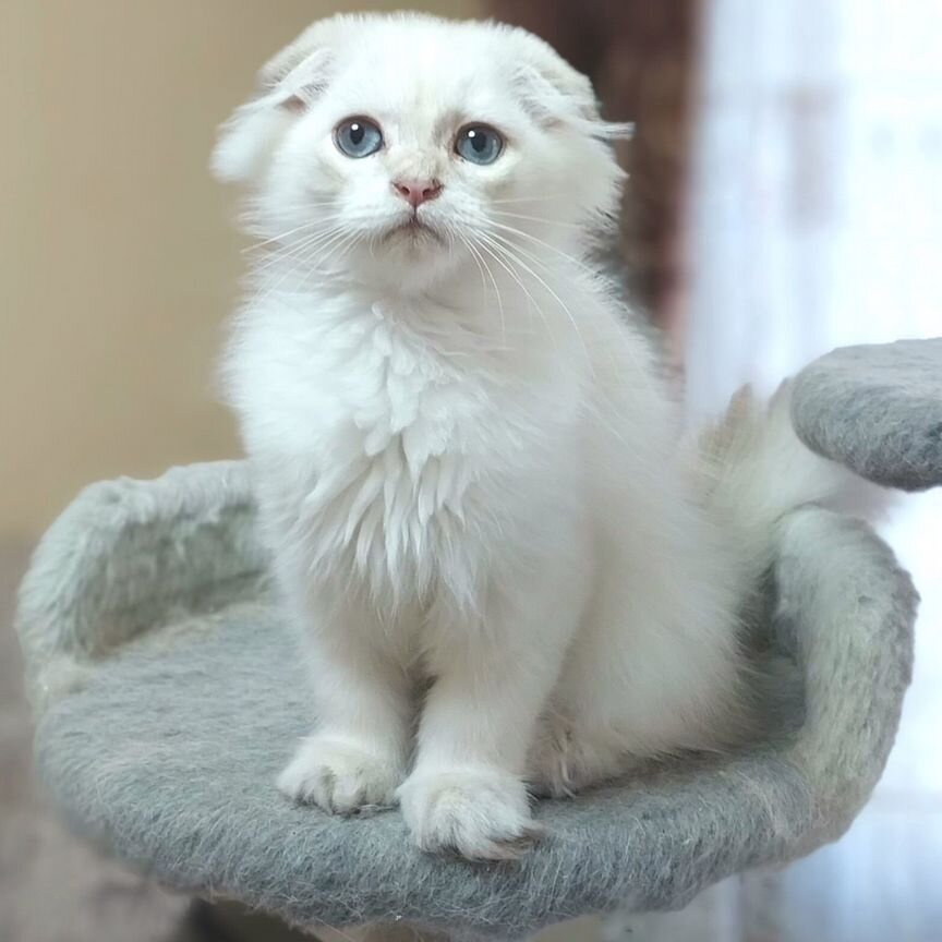 Вислоухий котёнок