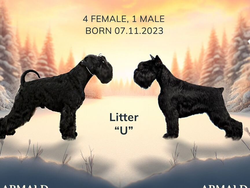 Цвергшнауцер щенки