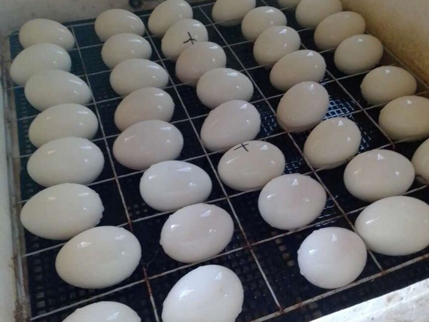 Яйцо белой индоутки