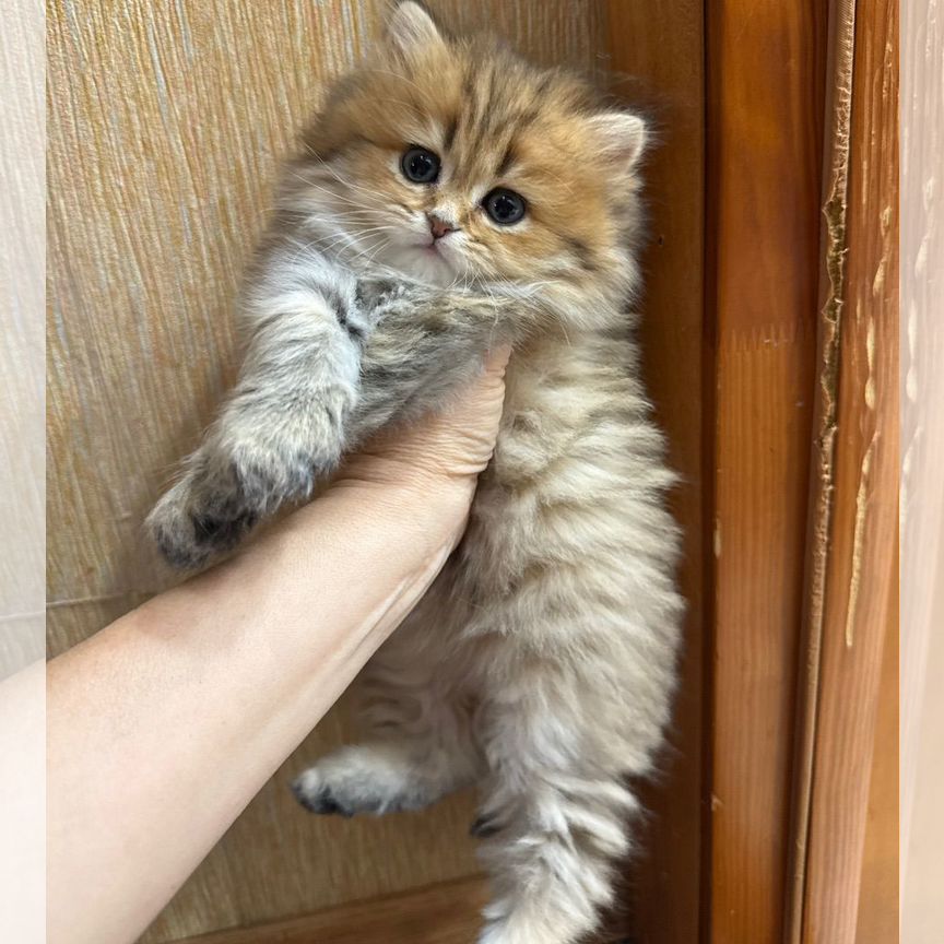 Шотландский прямоухий длинношёрстный котёнок
