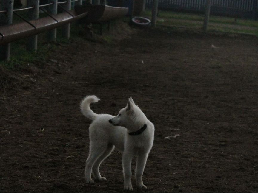 Собака, лайка