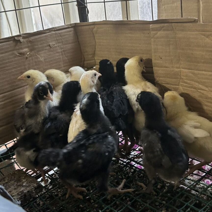 Куры цыплята