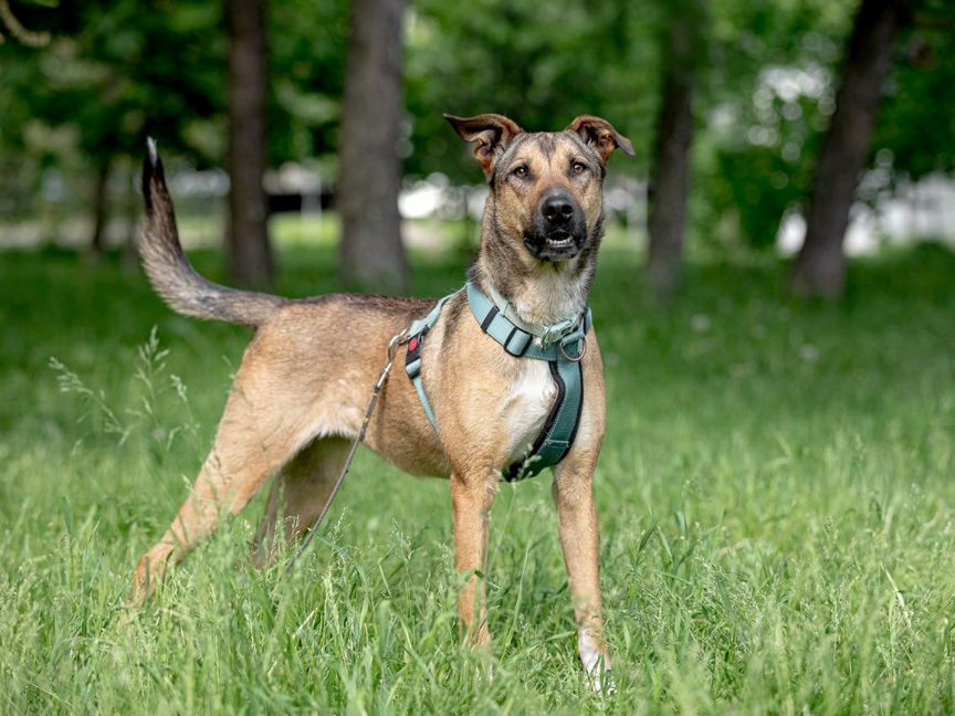 Собака в дар в добрые руки Спарта щенок