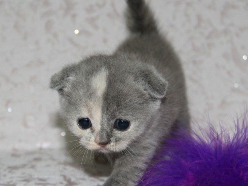 Шотландская черепашка