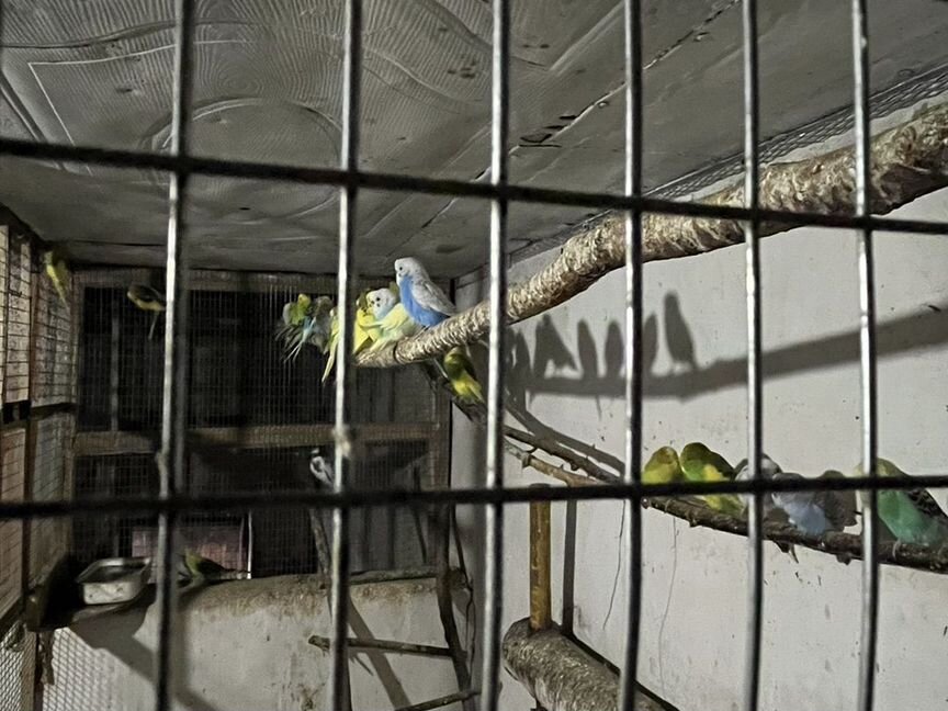 Волнистый попугай