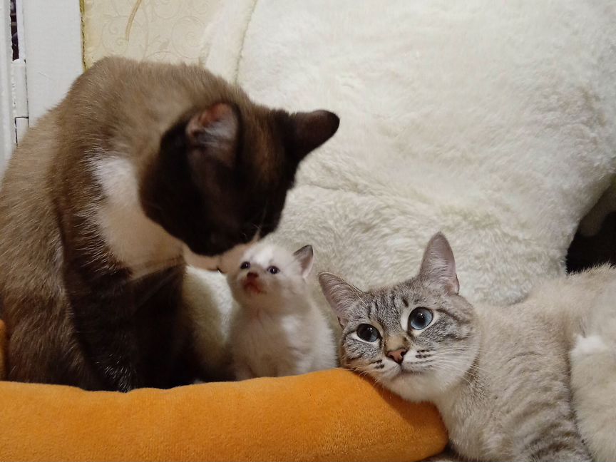 Котята в добрые руки