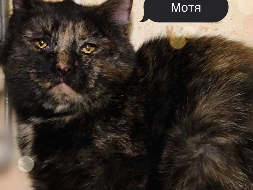 Котя Мотя, 7 месяцев