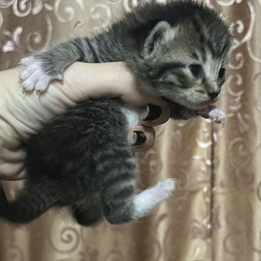 Британский короткошёрстный котёнок