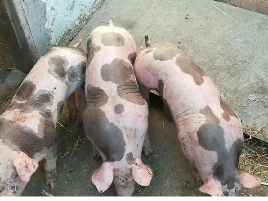 Семенной материал для лпх