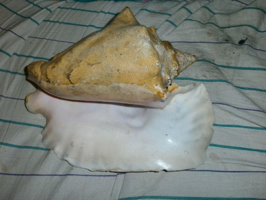 Морская раковина большая