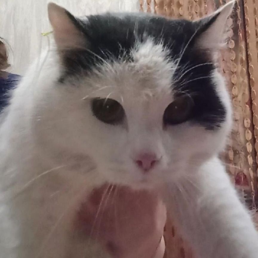 Котик
