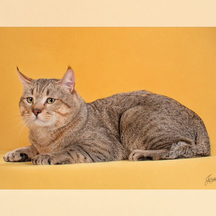 Кот Пиксибоб 1,5 года