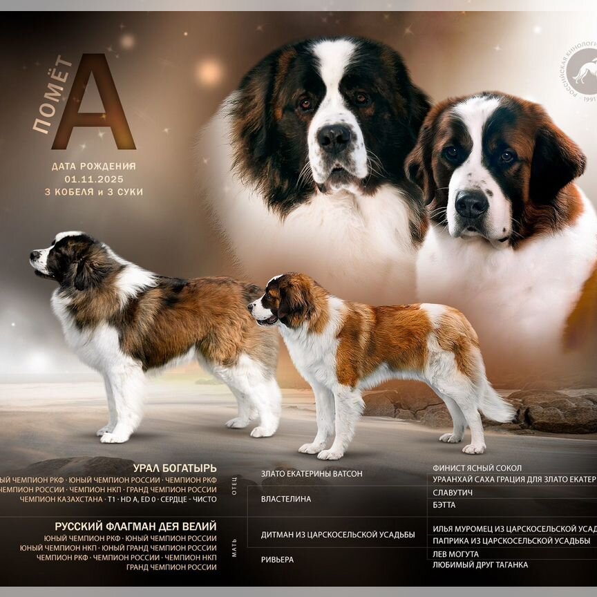 Московская сторожевая, щенок