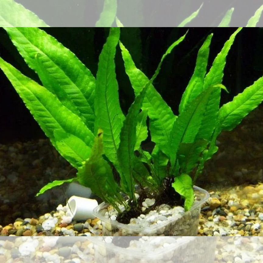 Аквариумное растение Папортник Тайландский
