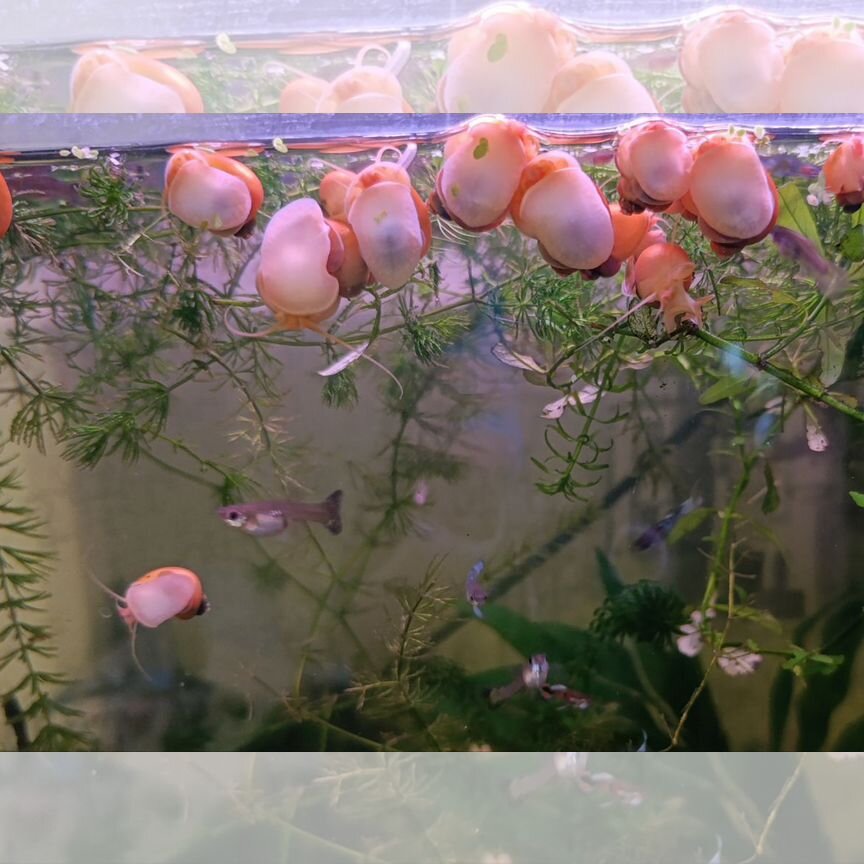 Улитки ампулярии