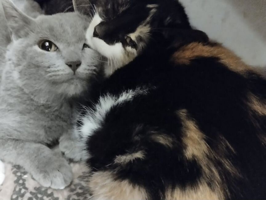 Котенок, мальчик, в добрые руки