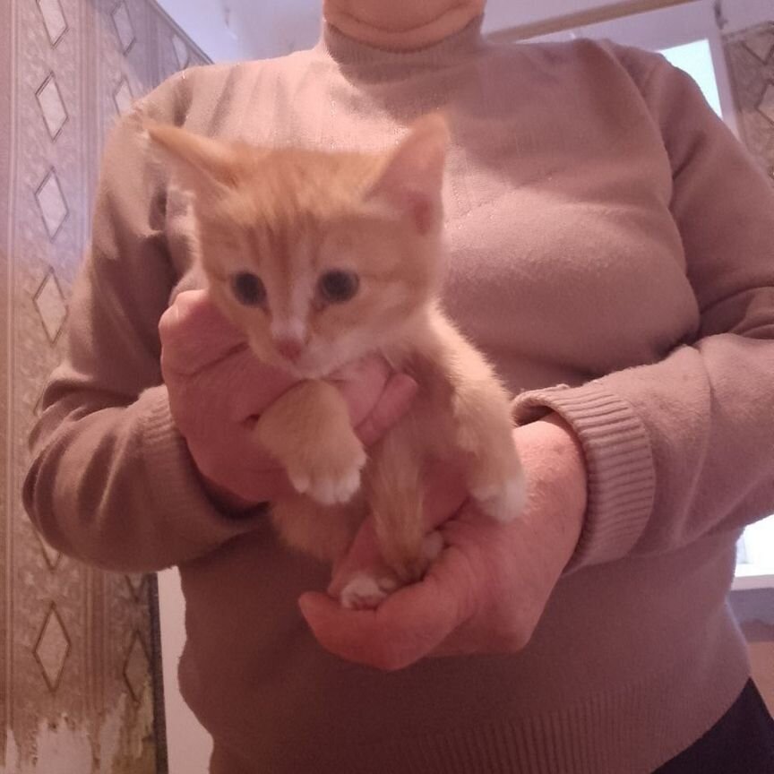 В добрые руки