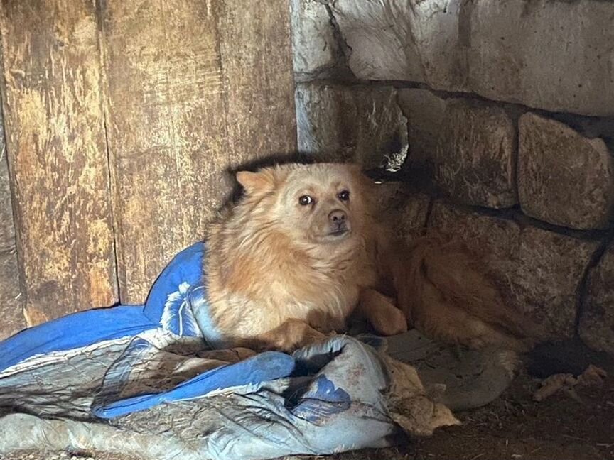Небольшому шикарному псу Людвигу нужен дом