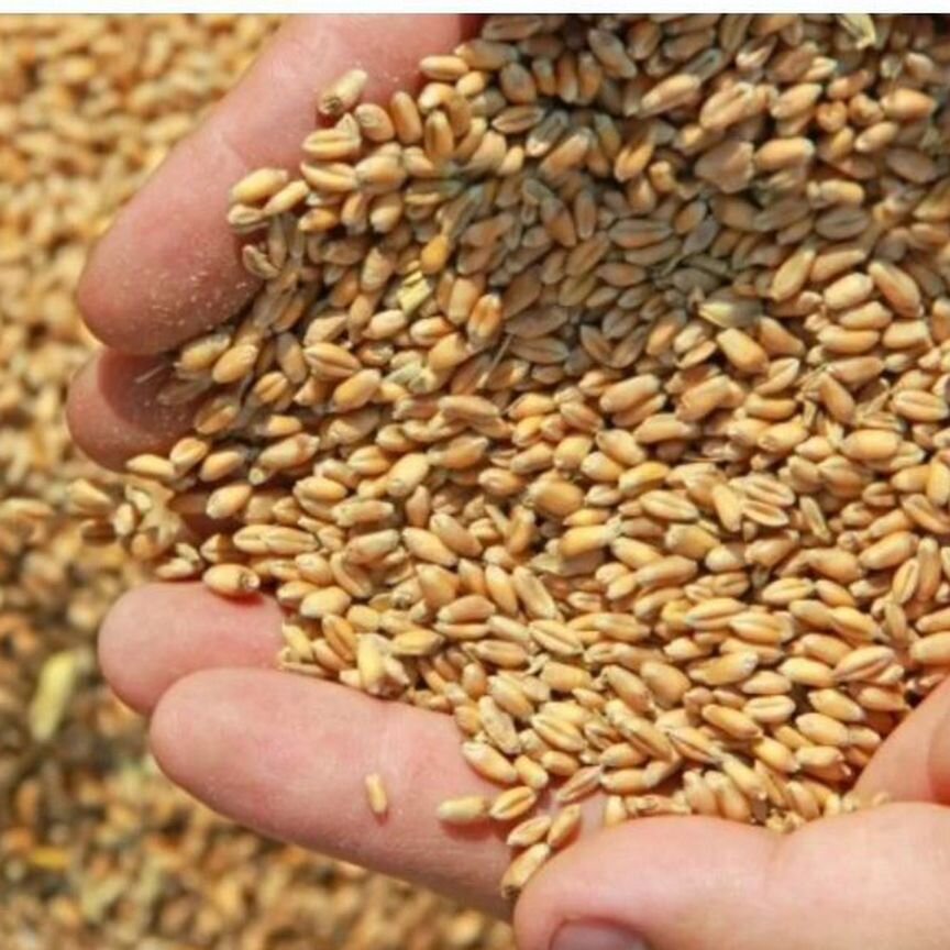 Зерно пшеница