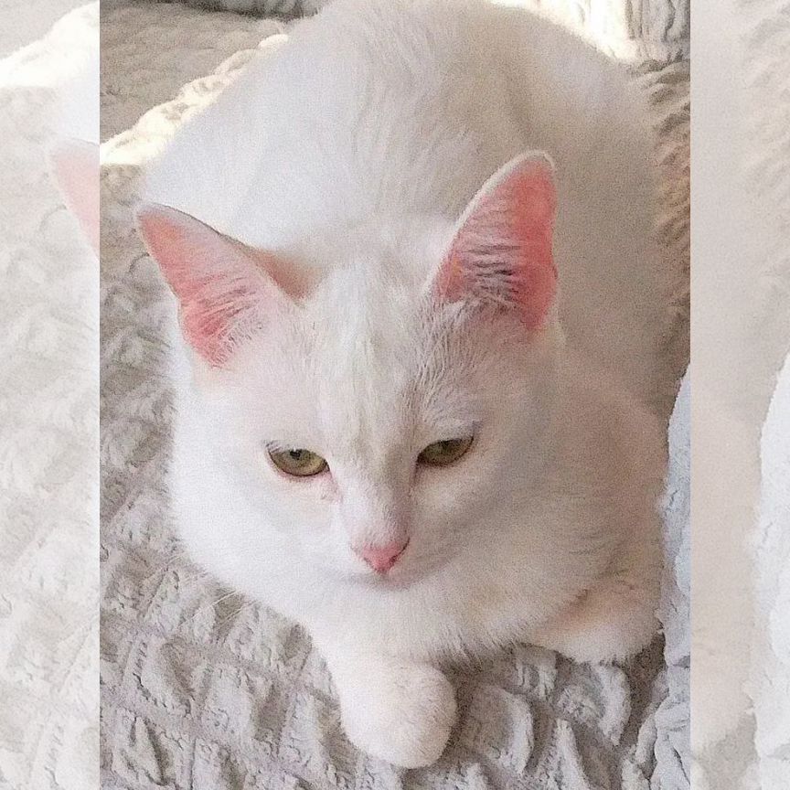 Взрослая, кошка в добрые руки