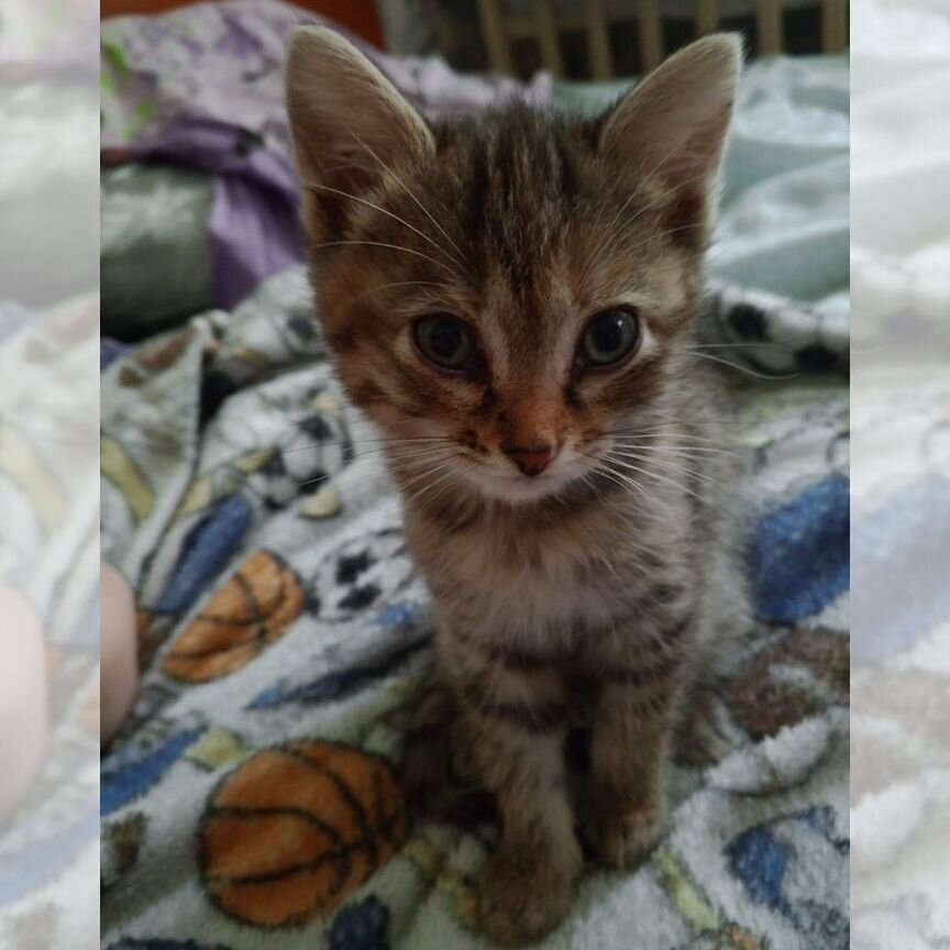 Котята в добрые руки бесплатно