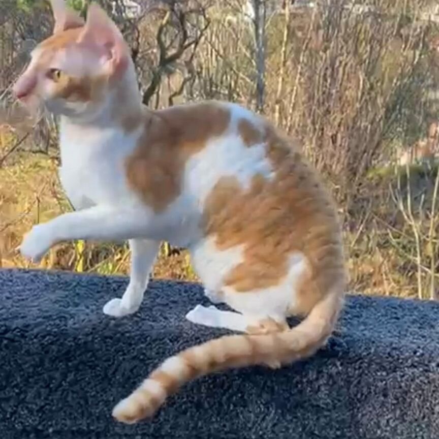 Котик с чипом из ес, оочень ласковый и контактный