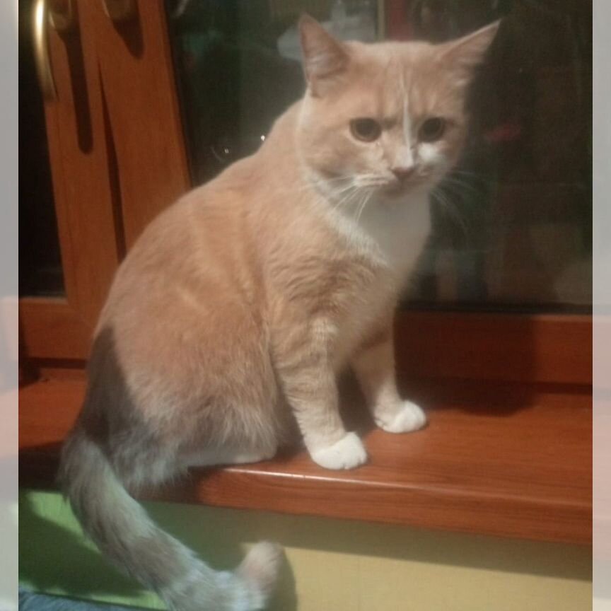 Взрослый кот от частного владельца